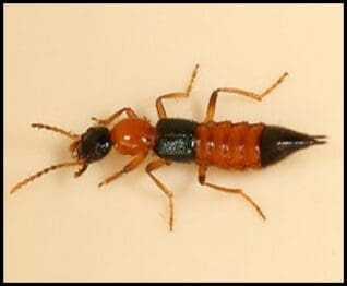 The Manipal Bug Exposed! | ManipalBlog