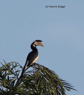 Manipal birds: the Malabar Pied Hornbill | ManipalBlog