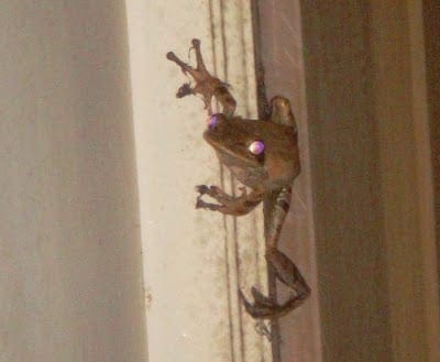 Jumping frogs of Manipal | ManipalBlog