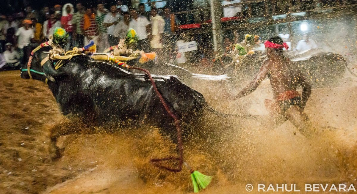 Kambala: The Buffalo race | ManipalBlog