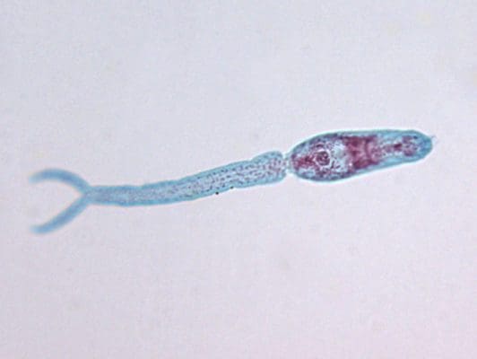 Schistosoma: The Story of the Split-Body Worm - ManipalBlog