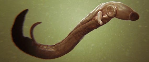 Schistosoma: The Story of the Split-Body Worm - ManipalBlog
