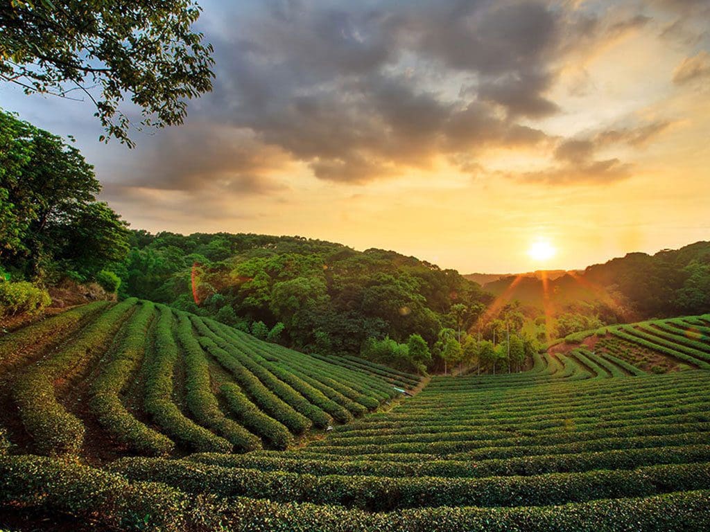 7 Tea Plantations Places to Visit in India | ManipalBlog