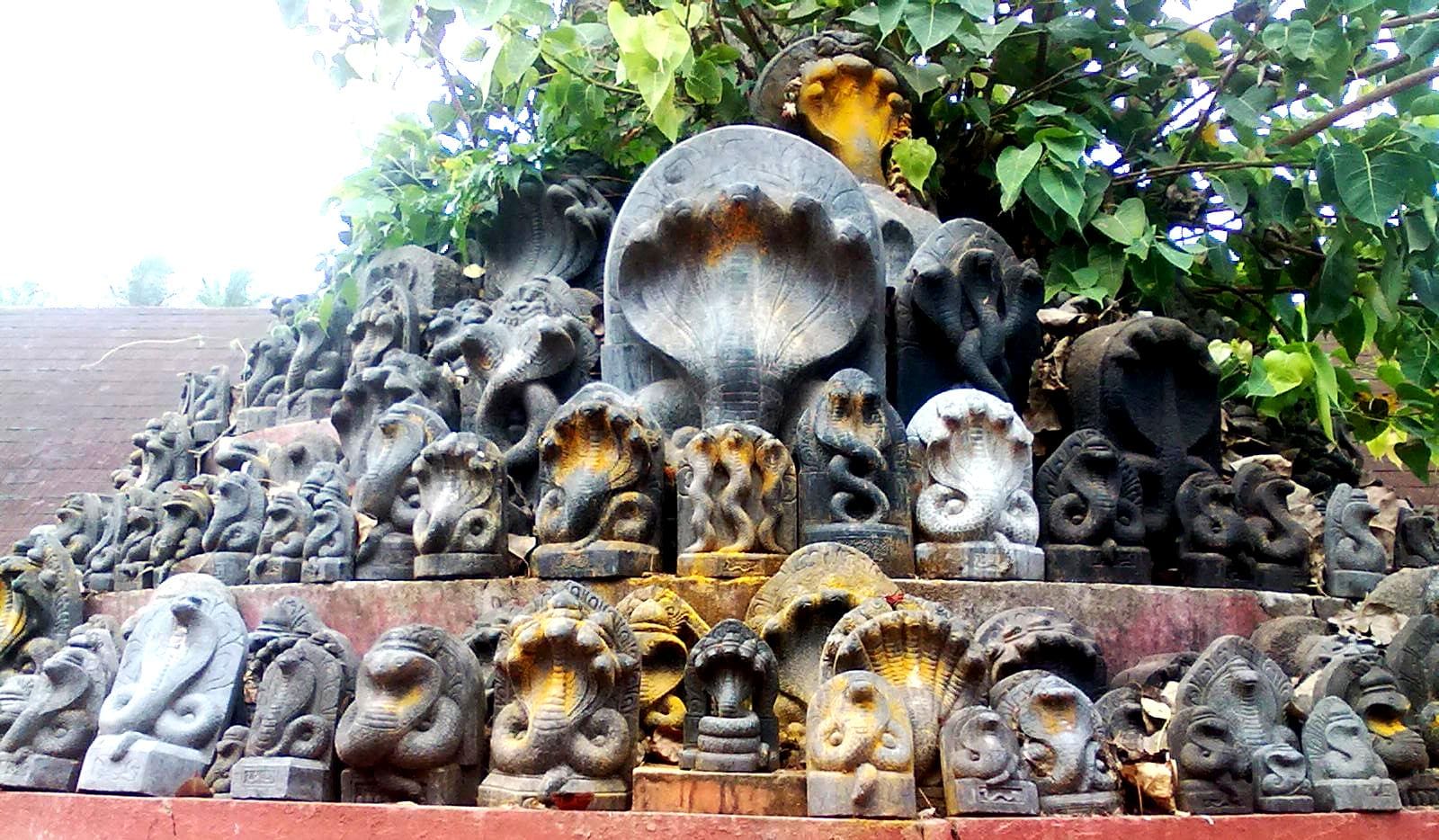 The Bunts Culture and Beliefs: Cobra Worship | ManipalBlog