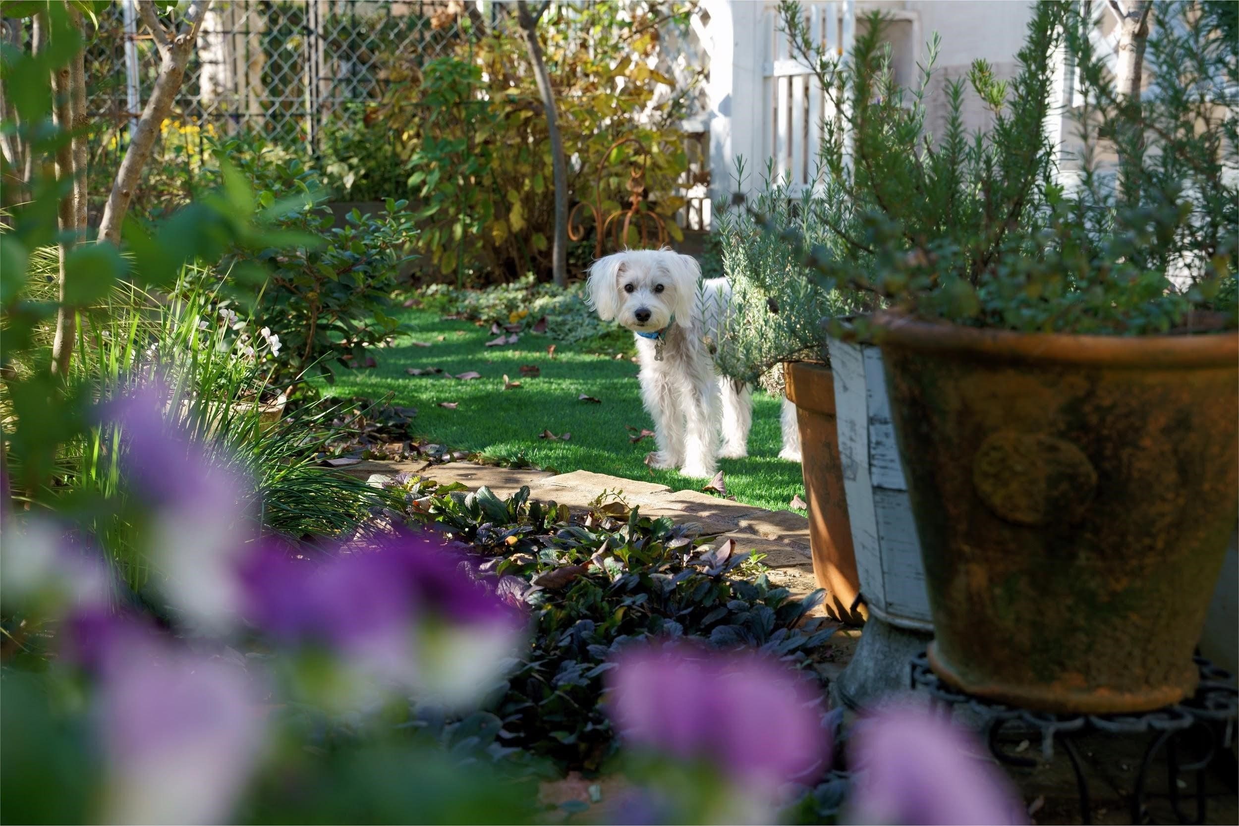 How to Set up an Animal-Friendly Yard | ManipalBlog