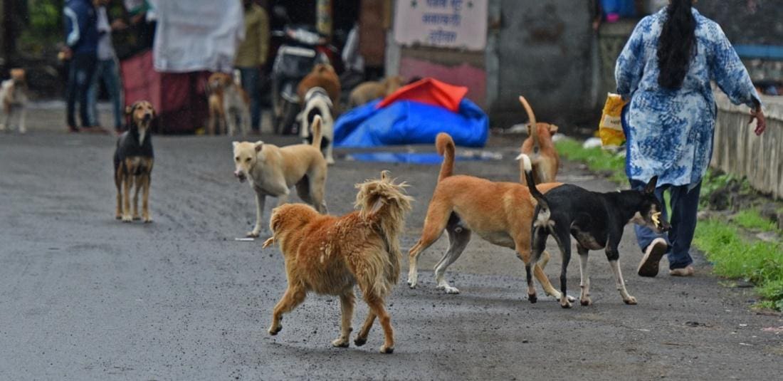 Doing Your Part For Manipal's Stray Dogs, How And Why? | ManipalBlog